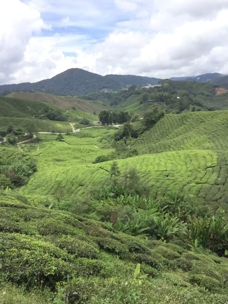 History and Beauty At The Boh Tea Plantation in Cameron Highlands ...