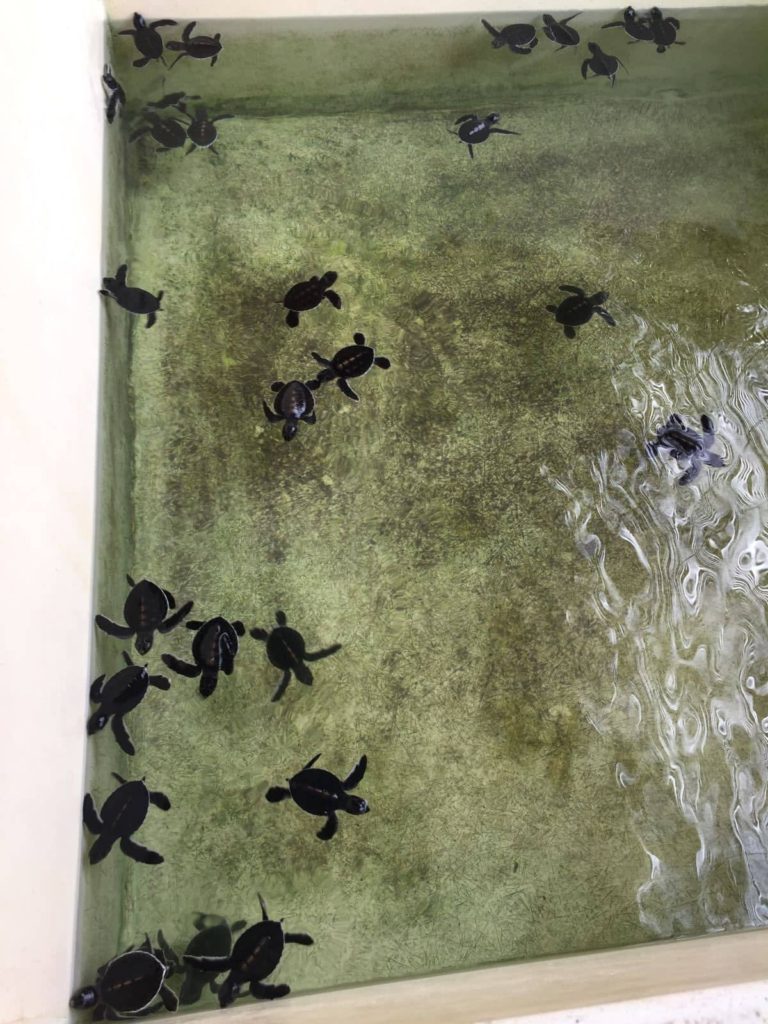 Penang Turtle Sanctuary in Penang, Malaysia - Sandal Tan Man