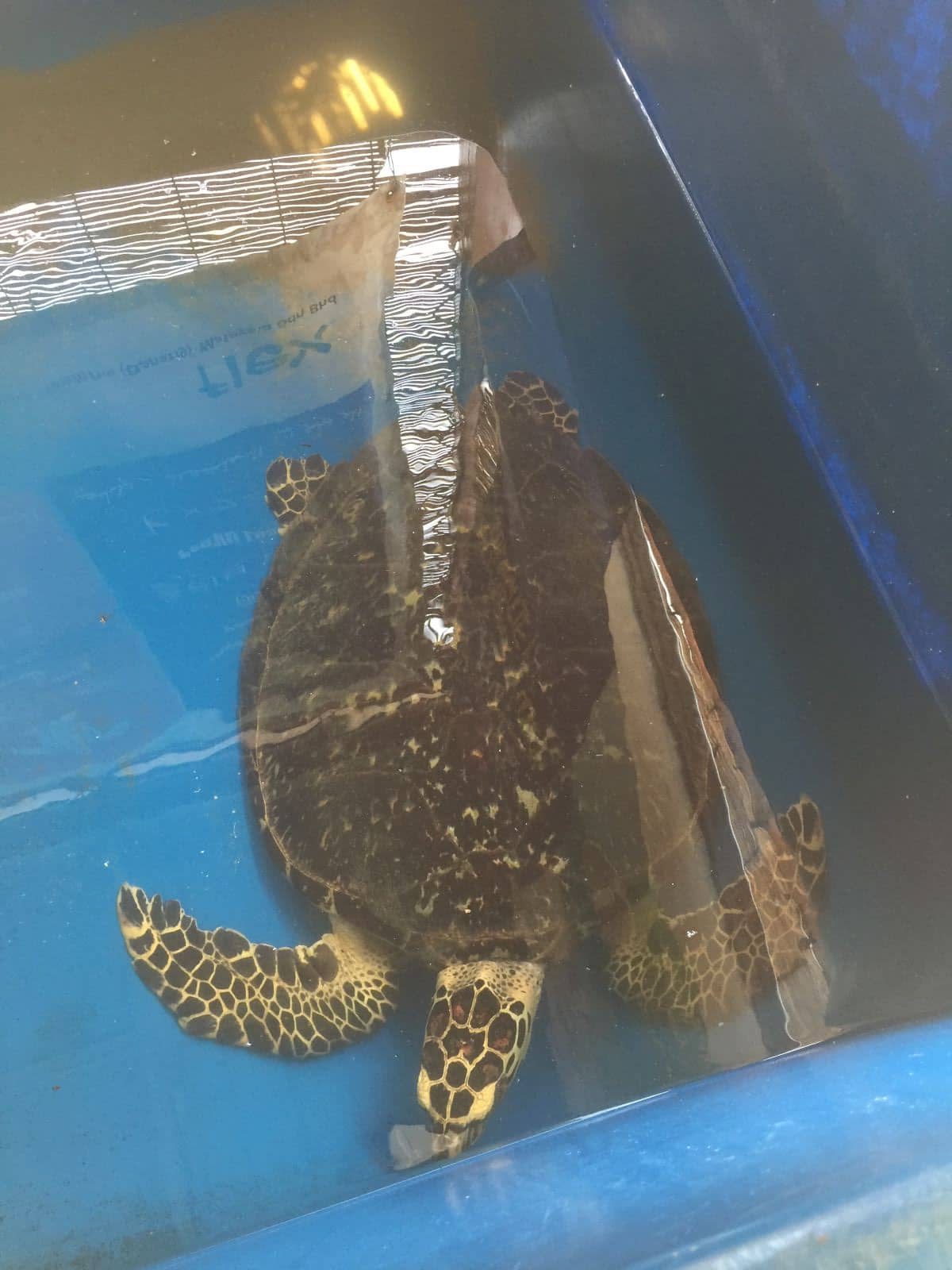 Visiting The Wonderful Penang Turtle Sanctuary in Penang, Malaysia [2026]