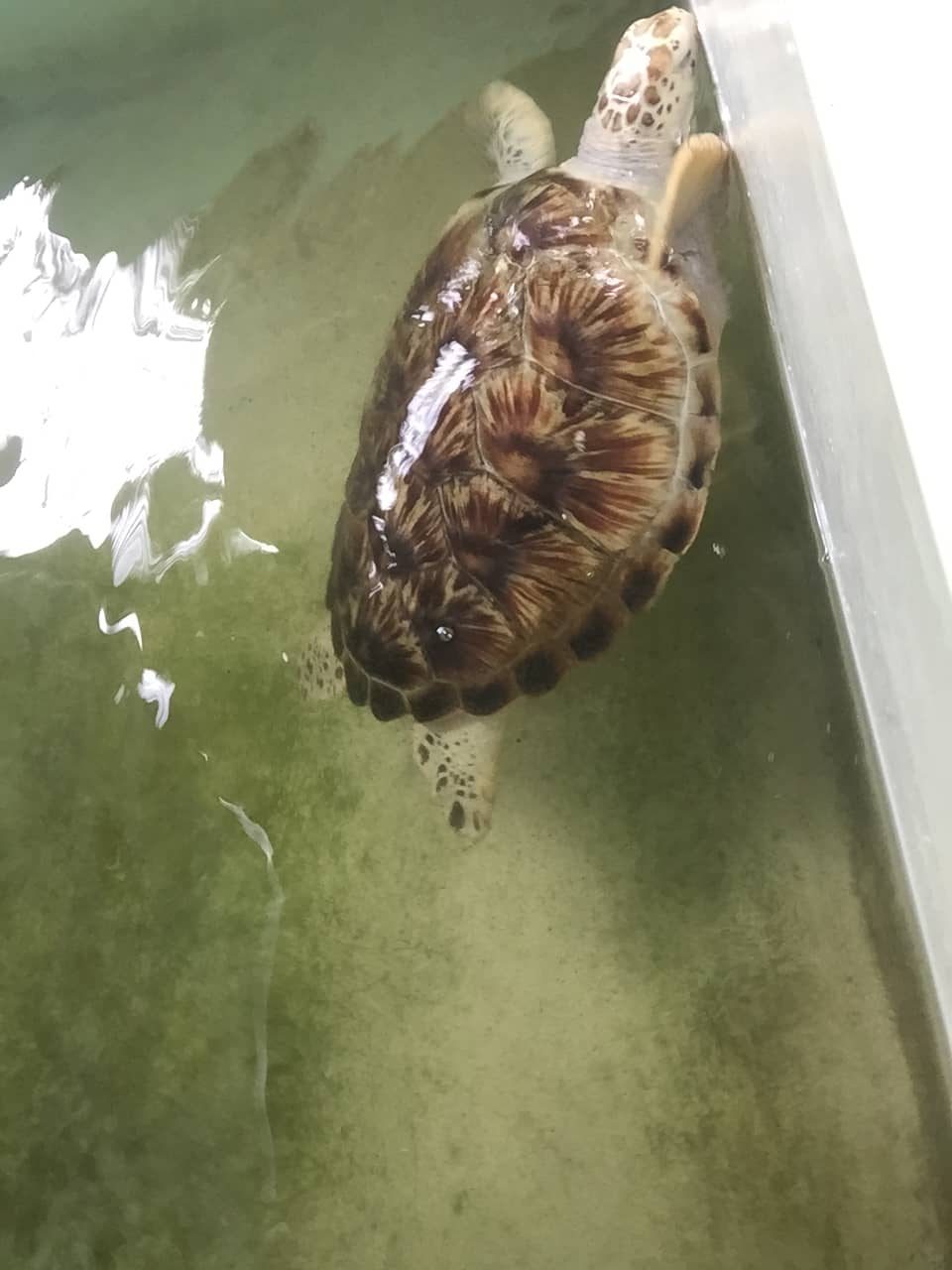 Visiting The Wonderful Penang Turtle Sanctuary in Penang, Malaysia [2026]